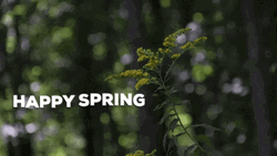 Leaves Swaying In The Wind Happy Spring GIF | GIFDB.com
