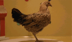 Legbar Dancing Chicken GIF | GIFDB.com