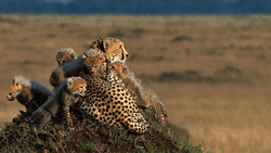Leopards In African Zoo GIF | GIFDB.com