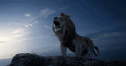 Lions Roaring On The Highest Point GIF | GIFDB.com