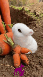 Little Cute Easter Bunny Eating GIF | GIFDB.com