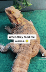 Happy Lizard Waving Tail GIF | GIFDB.com