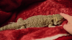 Lizard Dancing On A Cloth GIF | GIFDB.com