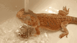Lizard Shower Time On The Sink GIF | GIFDB.com