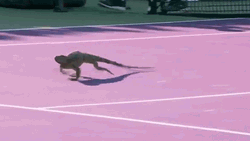 Lizard Sprint In Tennis Court GIF | GIFDB.com