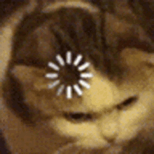 Loading Cat Memes GIF | GIFDB.com