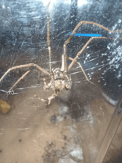 Long Legs Scary Spider GIF | GIFDB.com
