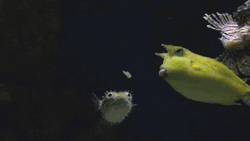 Longhorn Cowfish Fish Meme GIF | GIFDB.com