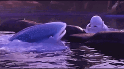 Lost Beluga In Panic GIF | GIFDB.com