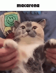 Macarena Cute Cat Dancing GIF | GIFDB.com