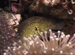 Mad Giant Moray Eel GIF | GIFDB.com