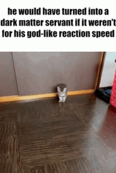 Magic Wand Startled Cat Delayed Reaction Meme GIF | GIFDB.com