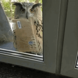 Mail Being Sent By An Owl GIF | GIFDB.com