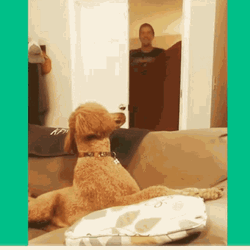 Man Disappear Shocked Dog GIF | GIFDB.com