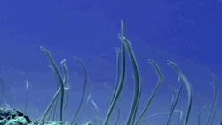 Marine Eels Moving GIF | GIFDB.com