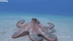 Massive Octopus Swimming Under The Ocean GIF | GIFDB.com
