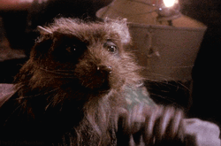 Master Splinter Tmnt Pizza's Okay Yum GIF | GIFDB.com