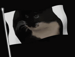 Maxwell Cat Meme Cat Flag GIF | GIFDB.com