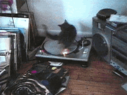 Maxwell Cat Meme Cd Riding GIF | GIFDB.com
