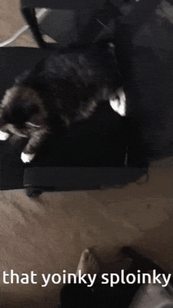 Maxwell Cat Meme That Yoinky Sploinky GIF | GIFDB.com