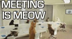 Meeting Is Meow GIF | GIFDB.com