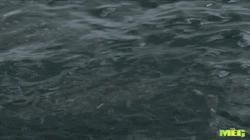 Meg Shark And Mosasaurus GIF | GIFDB.com