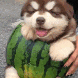 Melon Gif GIF | GIFDB.com