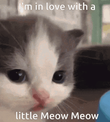 I'm In Love With A Little Meow Meow GIF | GIFDB.com