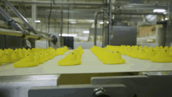 Microwave Chicks Peeps GIF | GIFDB.com