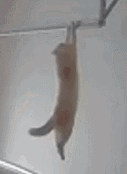 Mischievous Cat Hanging On Pole GIF | GIFDB.com