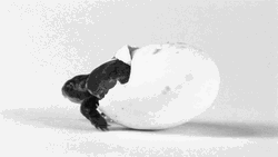 Mitch Mcconnell Turtle Hatching GIF | GIFDB.com