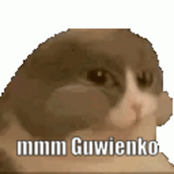 Mmm Cat Chewing GIF | GIFDB.com