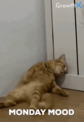 Funny Monday Cat Meme