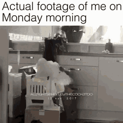 Monday Morning Parrot Bird Banging Head Mirror Meme GIF | GIFDB.com