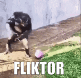 Monkey Dancing Backwards Fliktor GIF | GIFDB.com