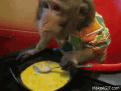 Monkey Enjoying His Soup GIF | GIFDB.com