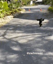 Monkey In The Wild Funny Running GIF | GIFDB.com