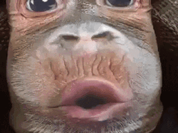 Monkey Lips Bloated Belly Funny Meme GIF | GIFDB.com