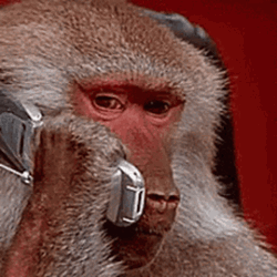 Monkey Making Phone Call GIF | GIFDB.com