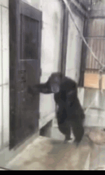 Monkey Open The Door GIF | GIFDB.com