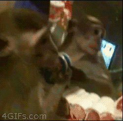 Monkey's Reaction With His Reflection GIF | GIFDB.com