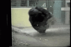 Monkey Spinning One Foot GIF | GIFDB.com