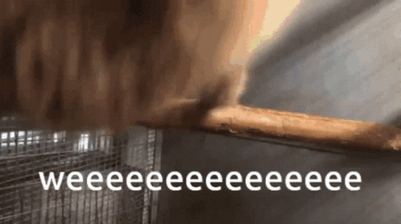 Monkey Spinning Round Continuous GIF | GIFDB.com