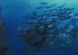 Monkey Swimming In A Blue Sea GIF | GIFDB.com