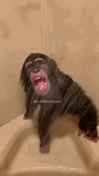 Monkey Swimming Tasting The Water GIF | GIFDB.com