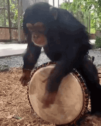 Monkey Tapping Drum GIF | GIFDB.com