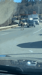 Moose Walking In The Highway GIF | GIFDB.com