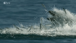 Mosasaurus Eating Tarpons GIF | GIFDB.com