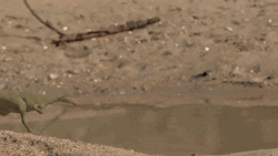 Mosasaurus Mass Murder Of Frog GIF | GIFDB.com