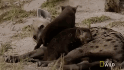 Mother And Baby Hyena GIF | GIFDB.com